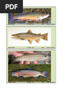 Queensland Fish Size and Bag Limits | PDF