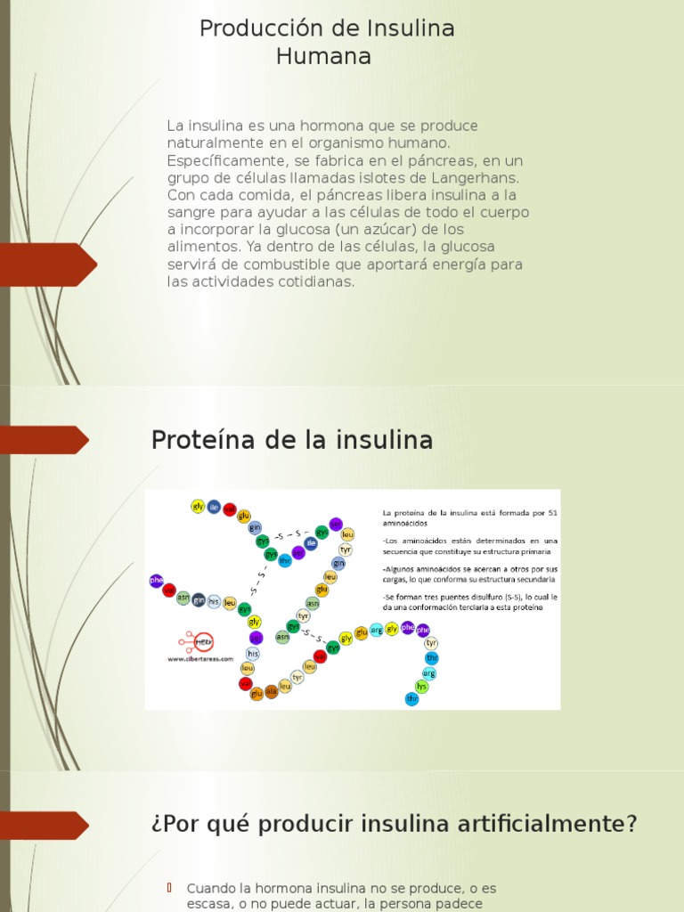 Producción de Insulina Humana | PDF