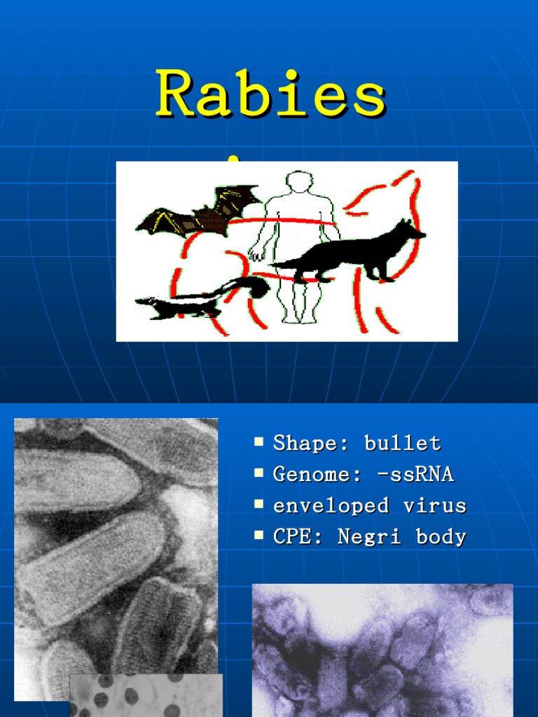 Rabies Virus | Rabies | Infection