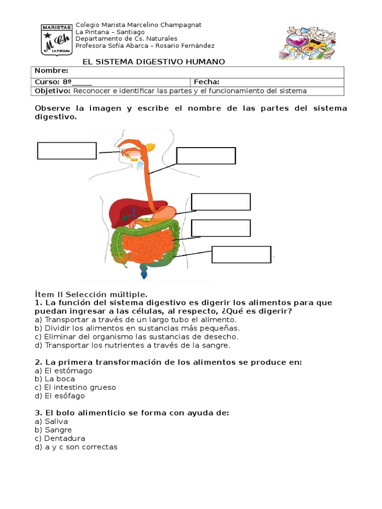 Sistema Digestivo Humano: Funciones y Partes | PDF | Sistema digestivo ...