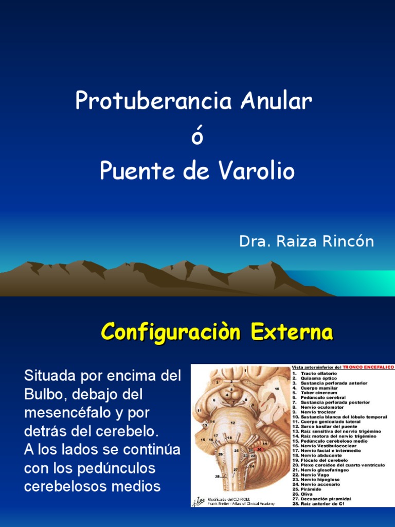Protuberancia | PDF | Neurología | Sistema nervioso
