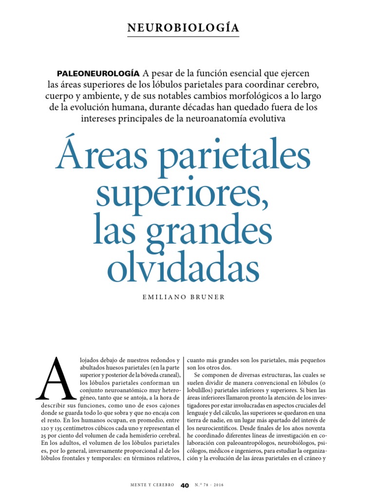 Funciones del surco intraparietal | PDF | Cerebro | Homo Sapiens