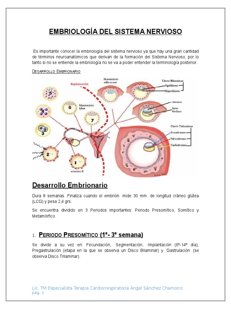 Clase de Embriología Del SNC | PDF | Médula espinal | Neurona