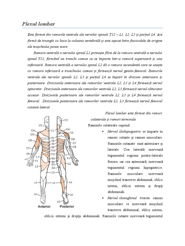 Plexul Lombar | PDF