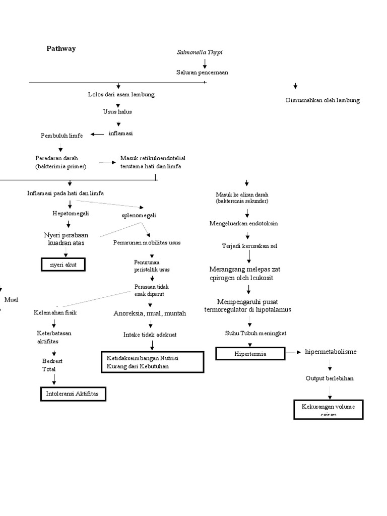 Pathway Typoid | PDF