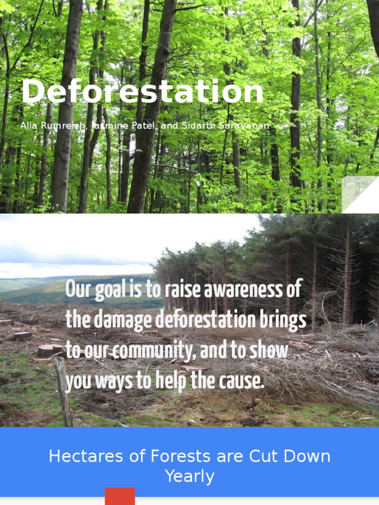 Deforestation 2 | PDF