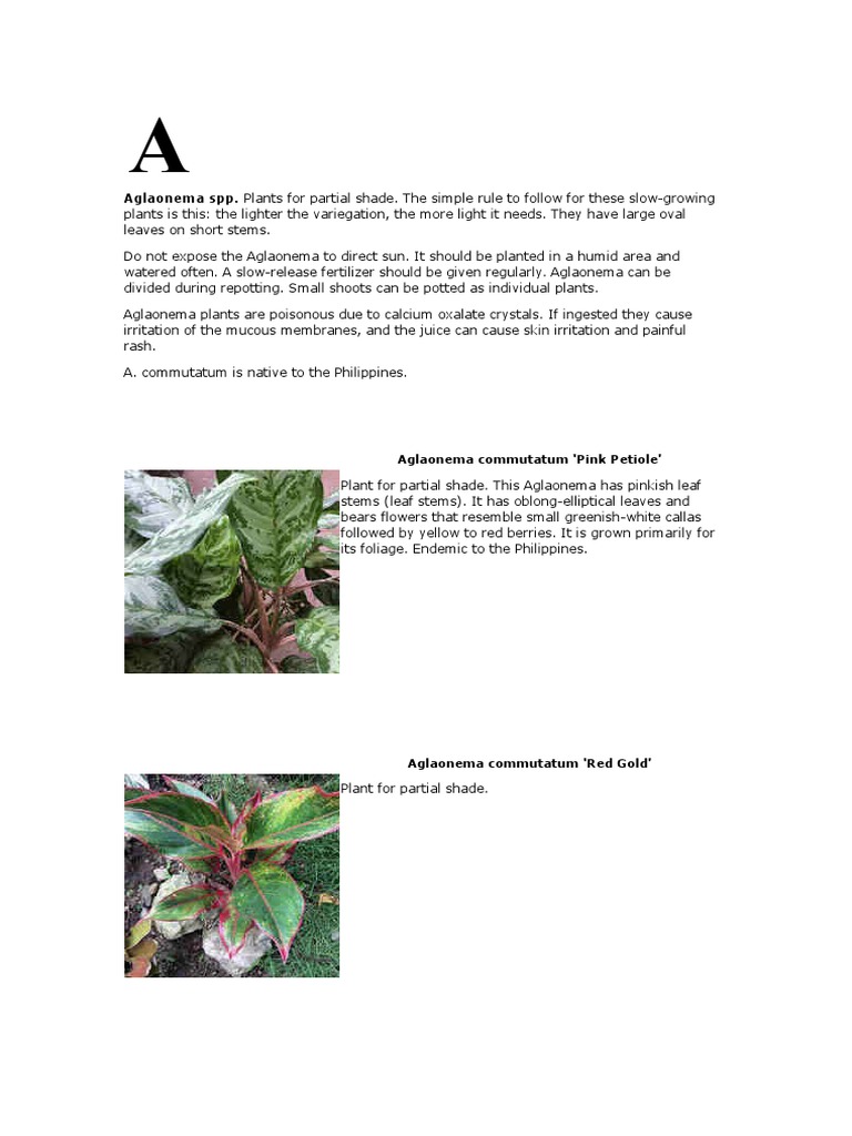 Ornamental Plants | PDF | Trees | Flowers