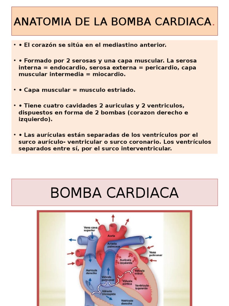 Anatomia de La Bomba Cardiaca | Ventrículo (corazón) | Corazón