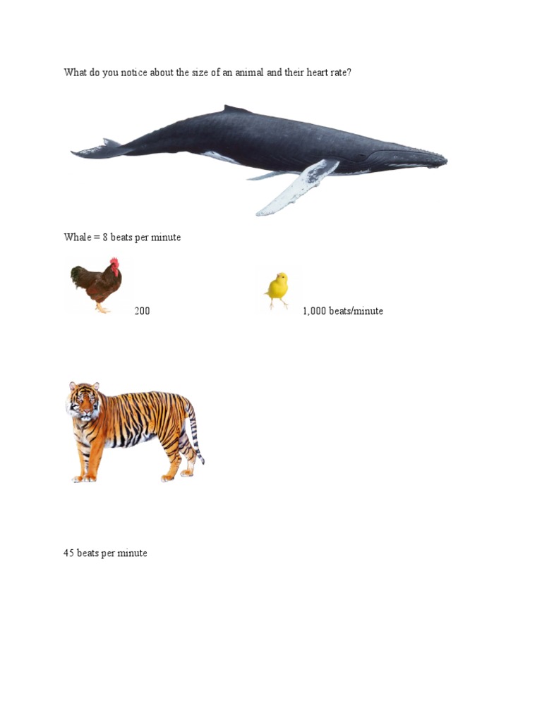 Animal Heart Rates | PDF