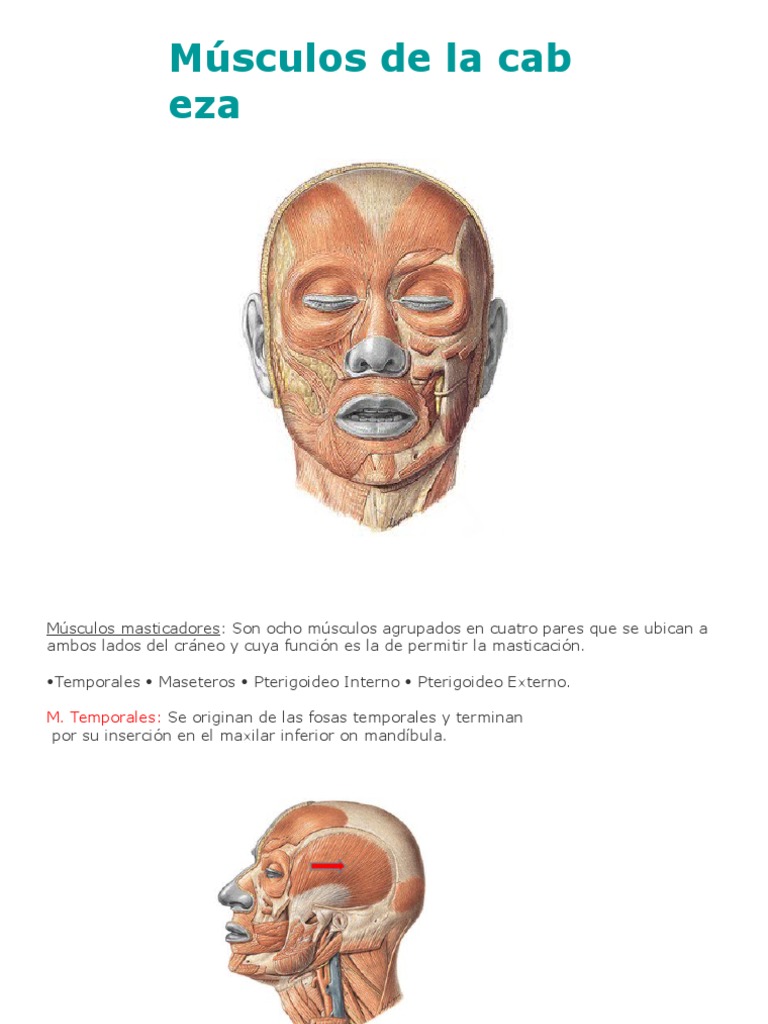 Musculos de La Cabeza | Anatomía humana | Cabeza y cuello humanos