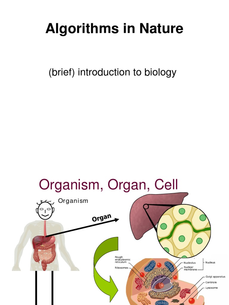 Algorithms in Nature: (Brief) Introduction To Biology | PDF | Rna ...