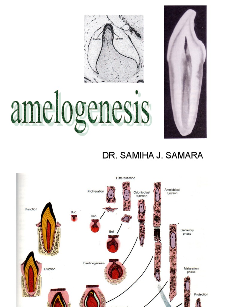 Histo - Amelogenesis | PDF | Tooth Enamel | Epithelium