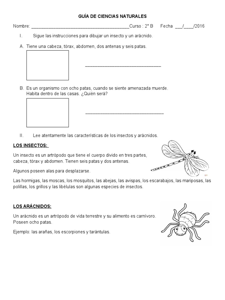 Guía de Insectos y Arácnidos para Niños | PDF