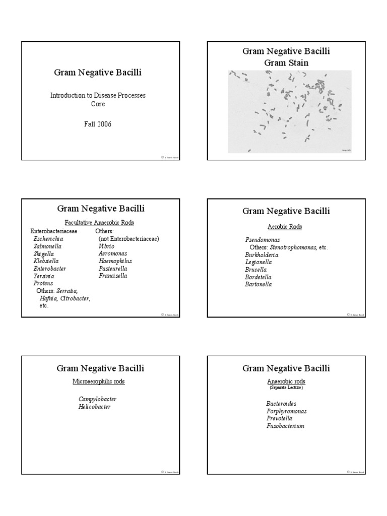Gram Negative Bacilli | PDF | Urinary Tract Infection | Pneumonia