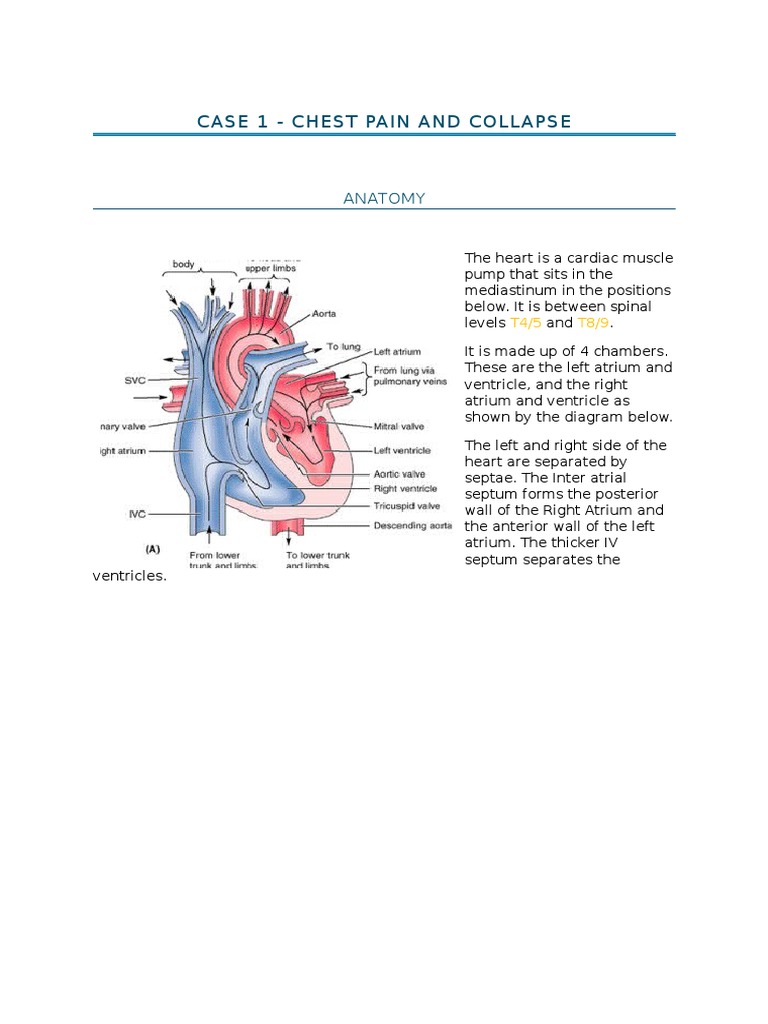 Anatomy, Physiology, and Histology of the Heart: A Comprehensive Review ...