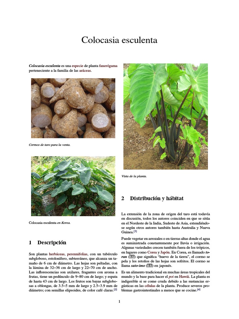 Colocasia esculenta: Origen y Usos | PDF | Morfología Vegetal | Ramas ...