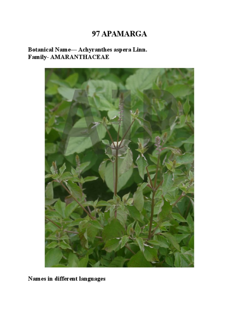 Apamarga | PDF | Clinical Medicine | Medical Specialties