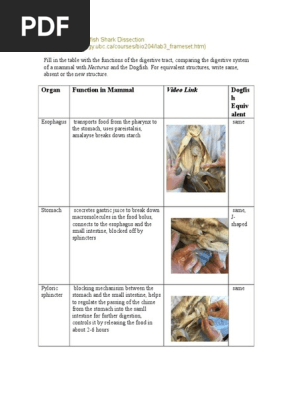 How Is A Dogfish Shark Digestive System Different From Humans