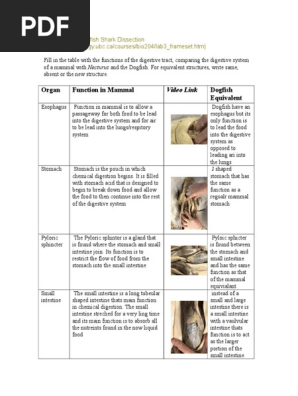 Dogfish Shark Dissection Digestive System