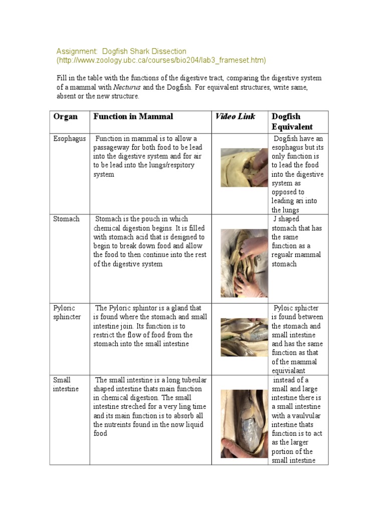 Dogfish Shark Digestive System