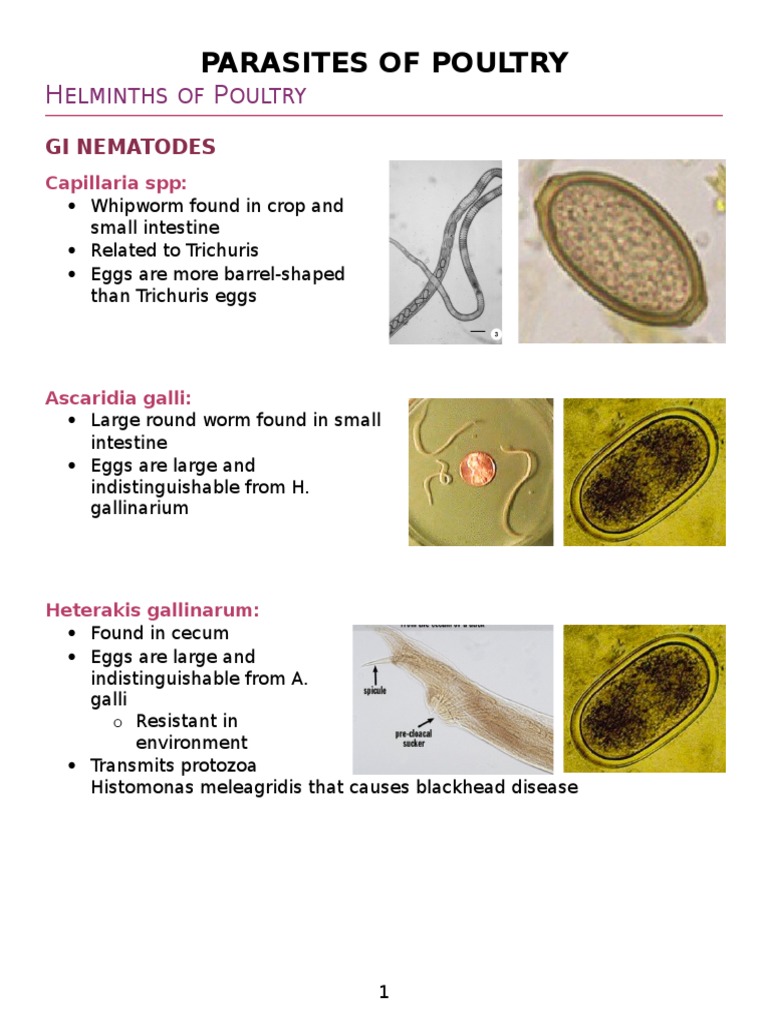 Parasites of Poultry | PDF | Gastrointestinal Tract | Veterinary Medicine