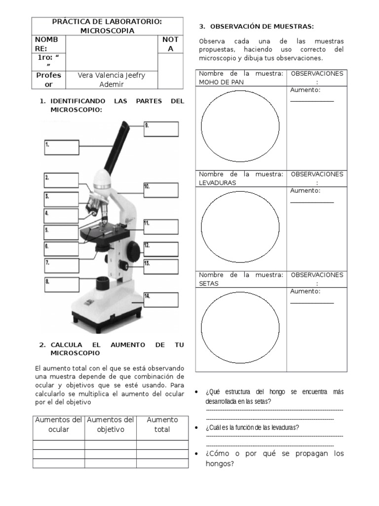 Práctica de Laboratorio Observación de Muestras Al Microscopio ...