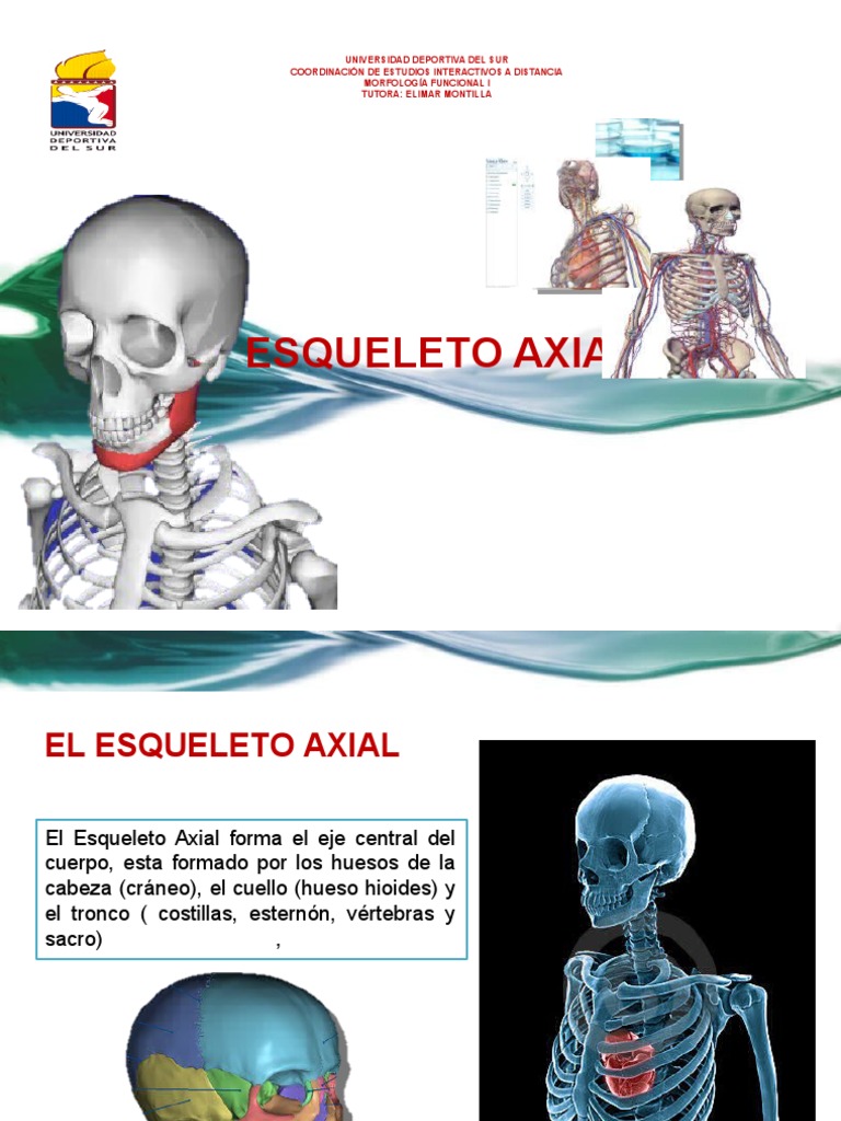 Esqueleto - Axial | PDF | Cráneo | Anatomia animal