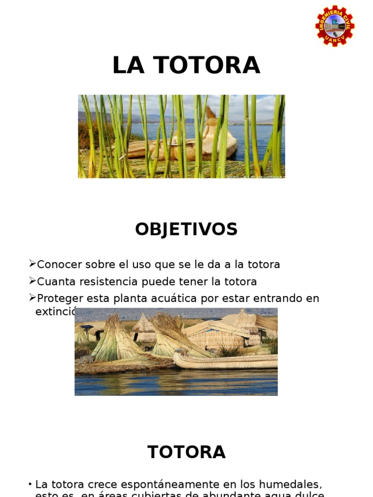 La Totora | PDF | Tallo de la planta | Raíz