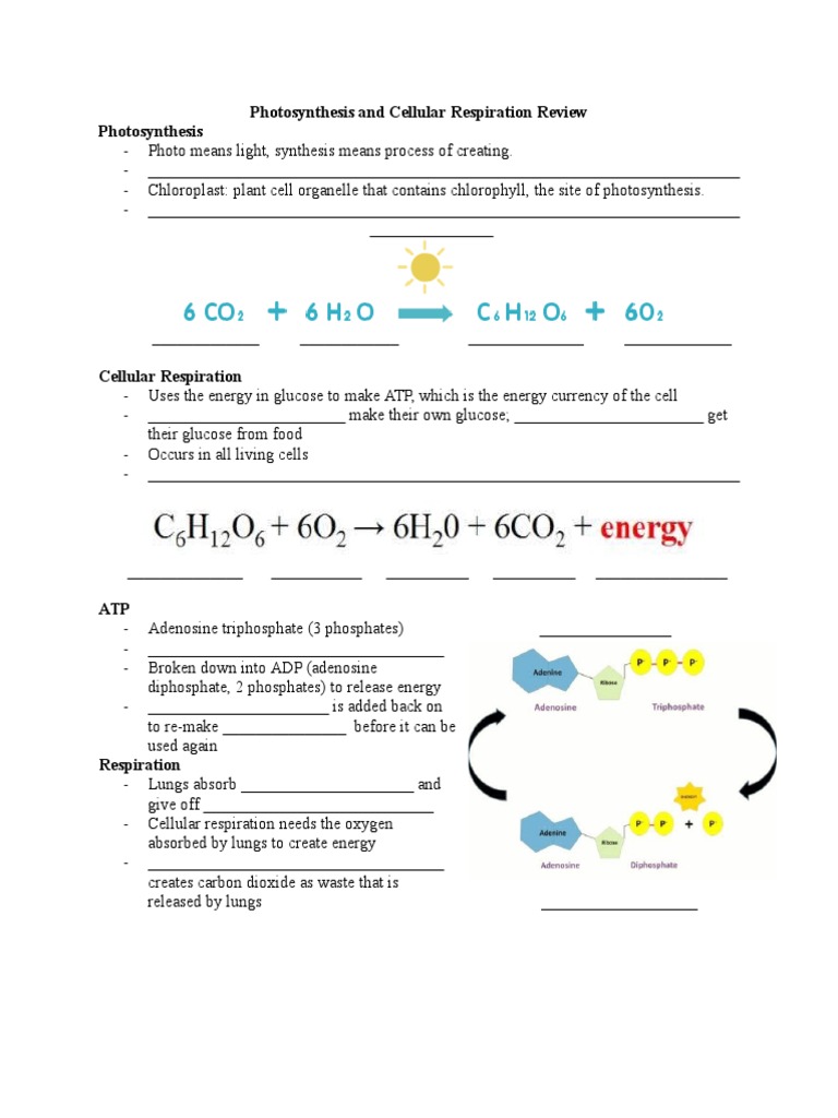 Photosynthesis and Cellular Respiration Review Student | PDF