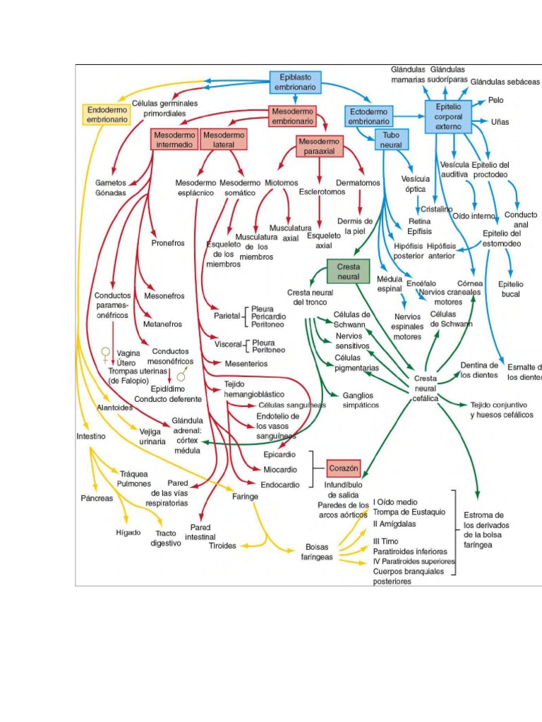 Derivados de Las Capas Germinativas | PDF
