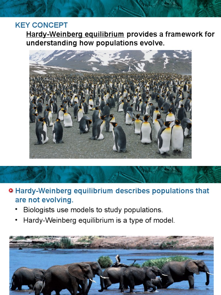 Hardy-Weinberg Equilibrium Explained | PDF | Natural Selection | Evolution