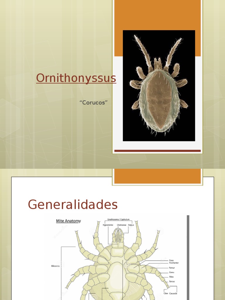 Ornithonyssus | PDF | Organismos | Naturaleza