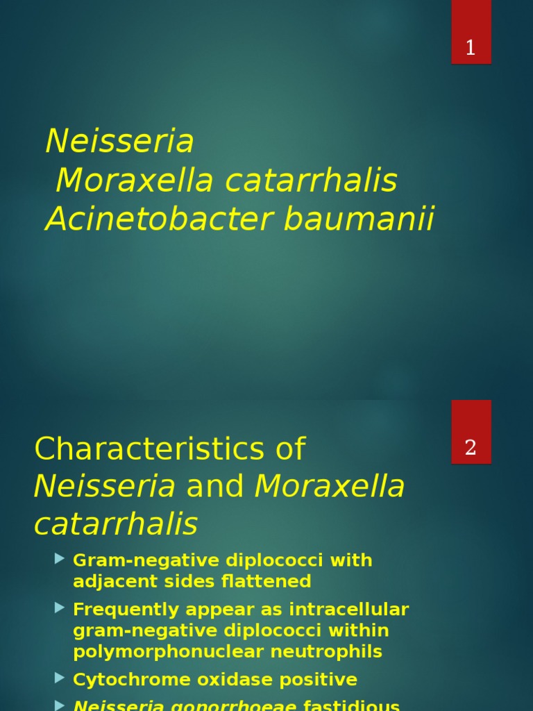 Neisseria Acinetobacter Baumanii: Moraxella Catarrhalis | PDF | Clinical Medicine | Medical ...
