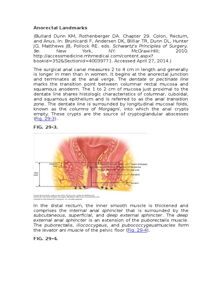 9e. New: Anorectal Landmarks | PDF | Rectum | Lymphatic System