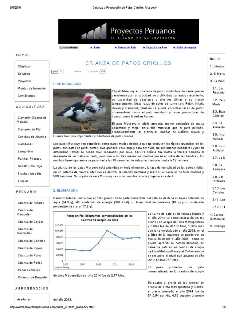 Crianza y Producción de Patos Criollos Muscovy | PDF | Huevo | Aves