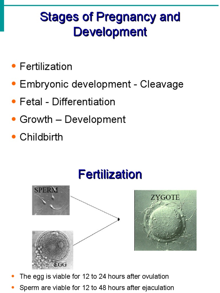 Human Embryonic Development | PDF | Embryo | Fertilisation