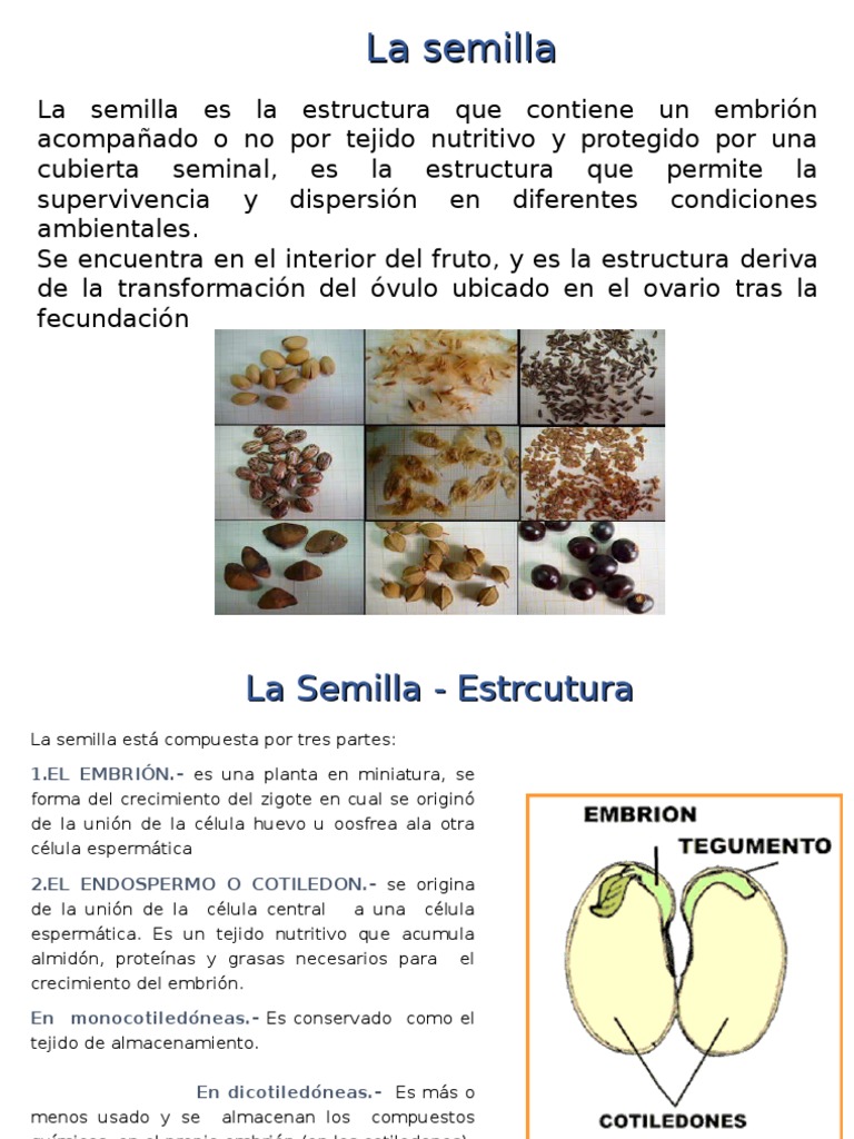 Formación y Estructura de la Semilla | PDF | Semilla | Polen