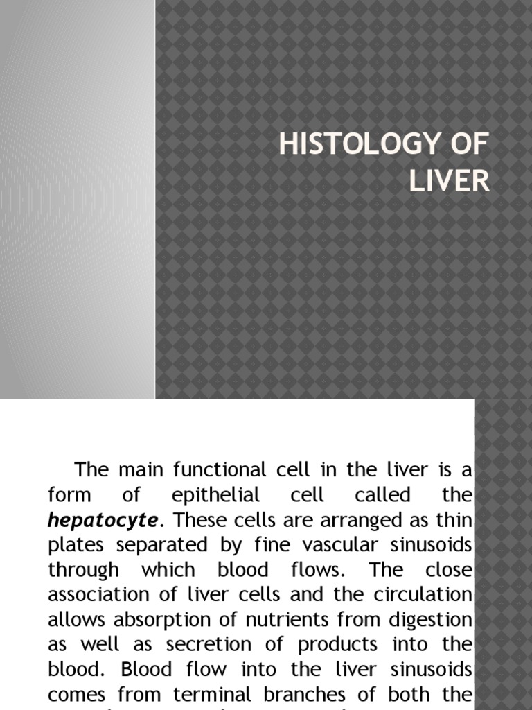 Liver Histology: Hepatocytes & Sinusoids | PDF