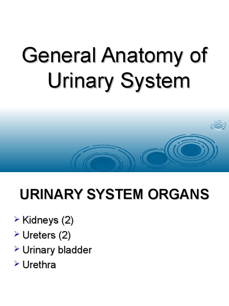 General Anatomy of Urinary System | PDF | Kidney | Urology