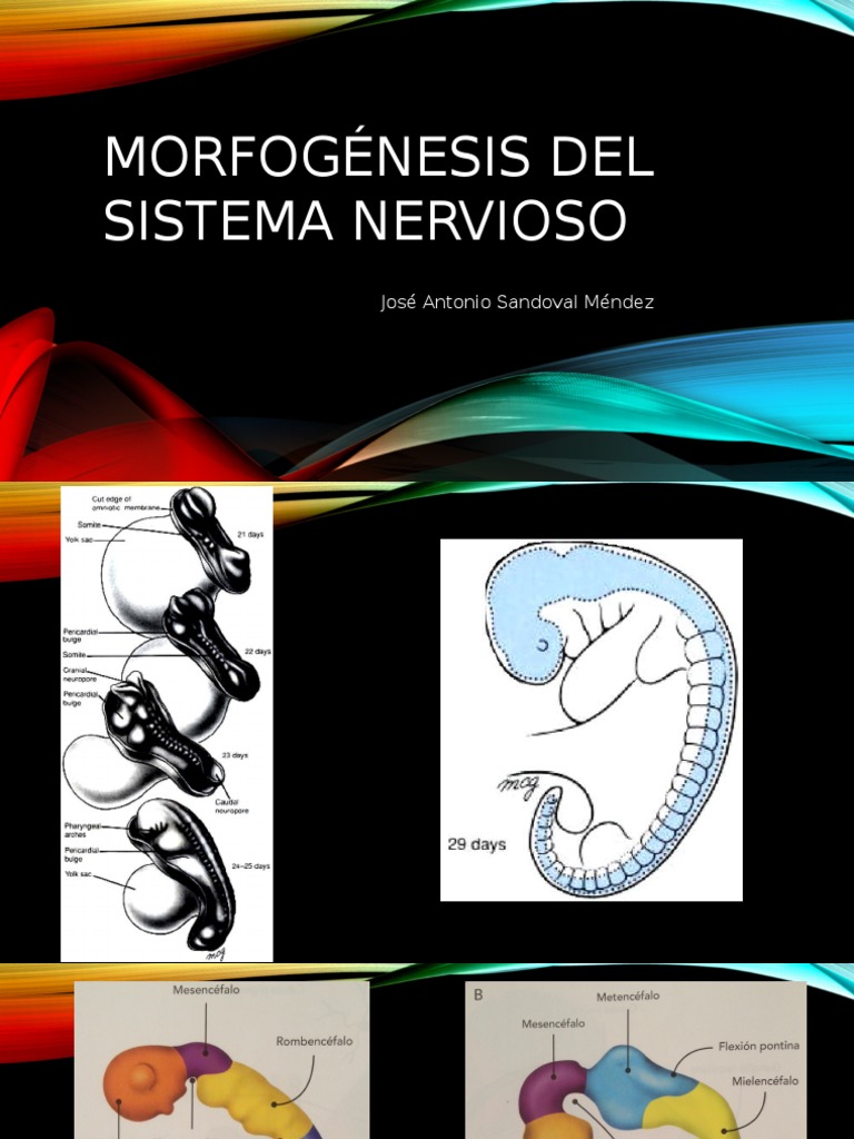Morfogénesis Del Sistema Nervioso | PDF | Neurobiología | Sistema nervioso