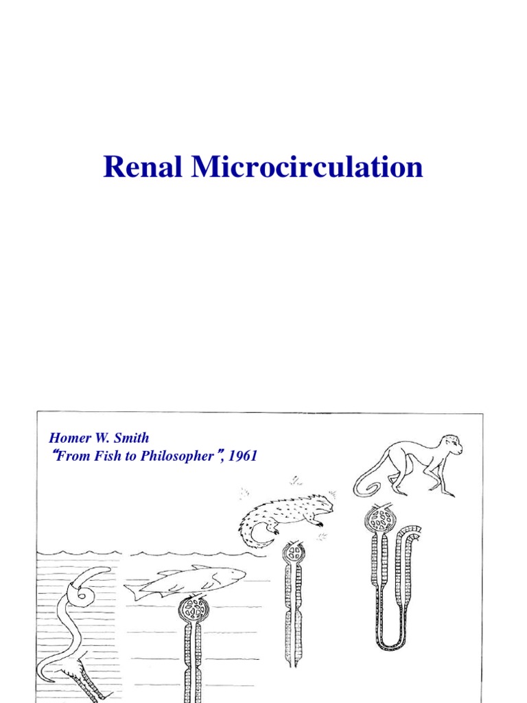 Renal Microcirculation | Kidney | Organ (Anatomy)