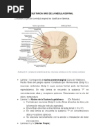 Laminas de Rexed en la Médula Espinal | PDF | Materia gris | Médula espinal