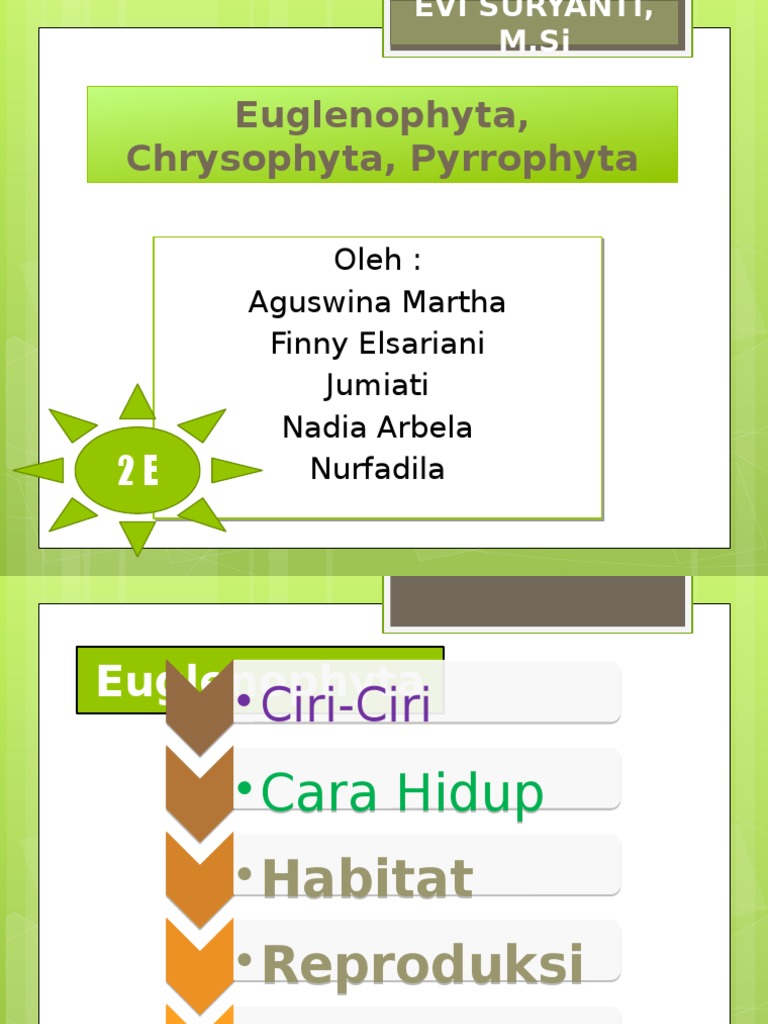 Euglenophyta, Chrysophyta, Pyrrophyta | PDF
