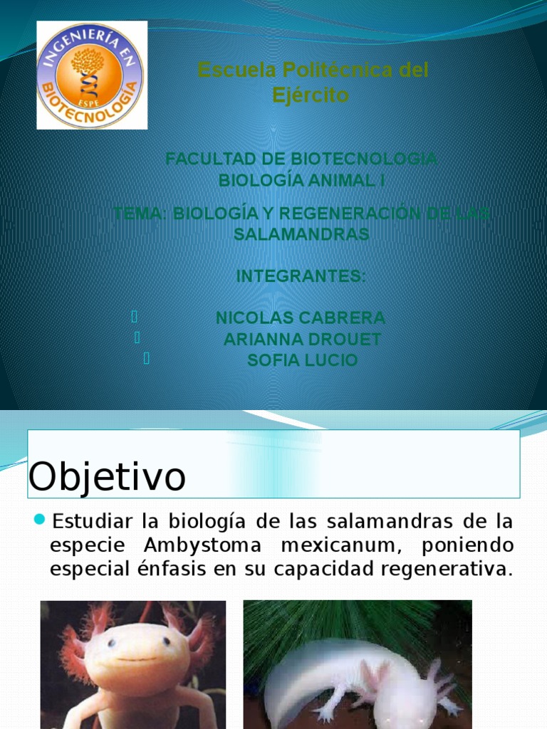 Regeneración en Salamandras: Biología y Proceso | PDF | Regeneración ...