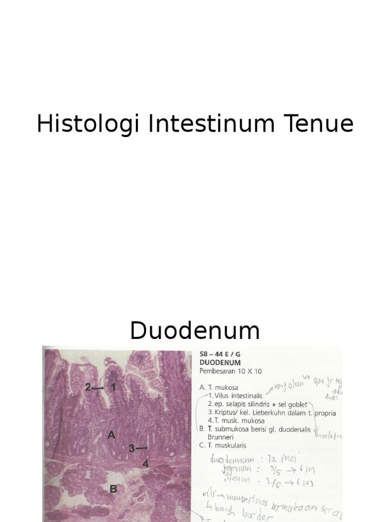 Histologi Intestinum Tenue | PDF