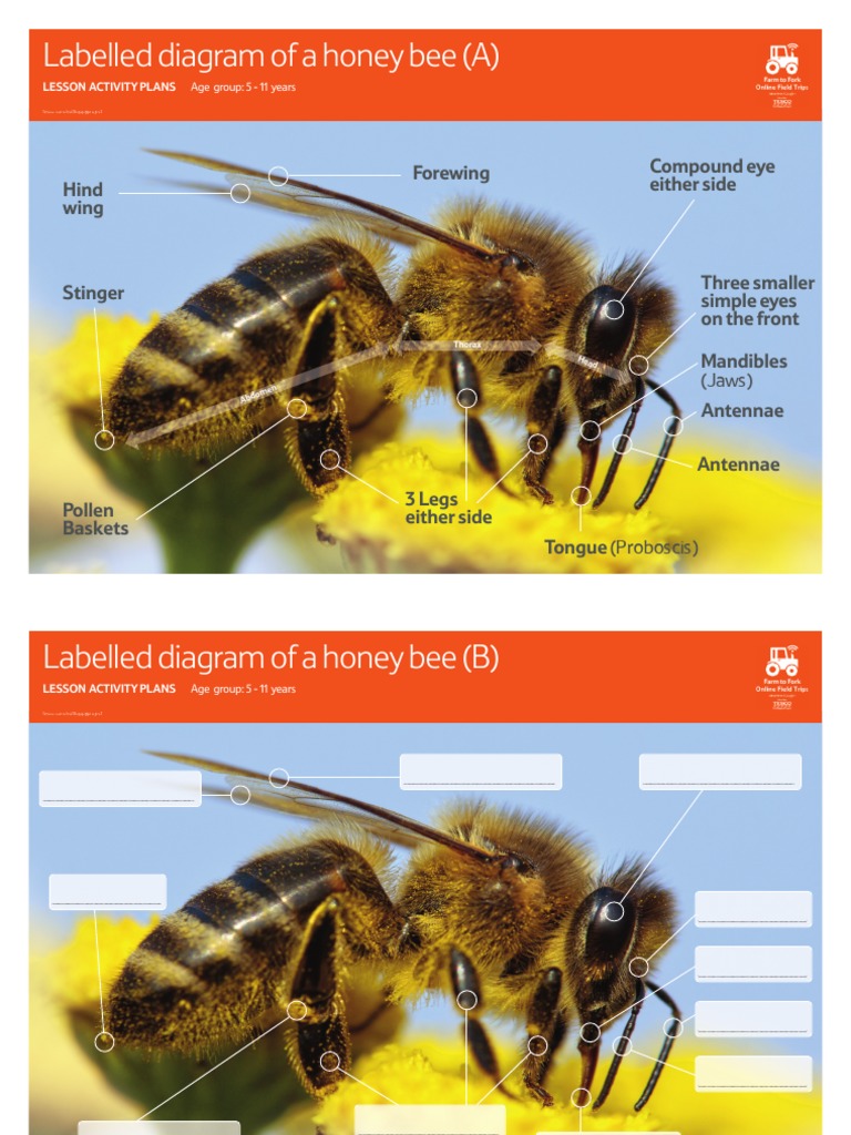 Labelled Diagram Bee-A - 5-11 Honey Intro | PDF | Bees | Hymenoptera