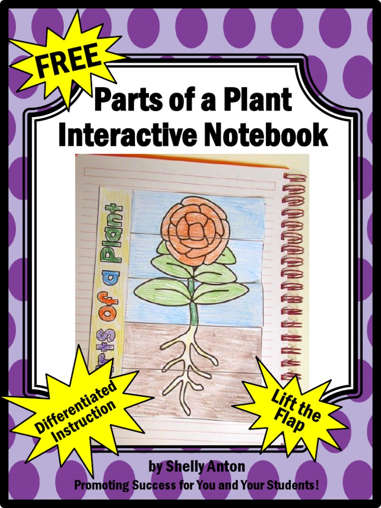 Parts of A Plant Foldable Word Work Activity | PDF | Plant Stem | Plants