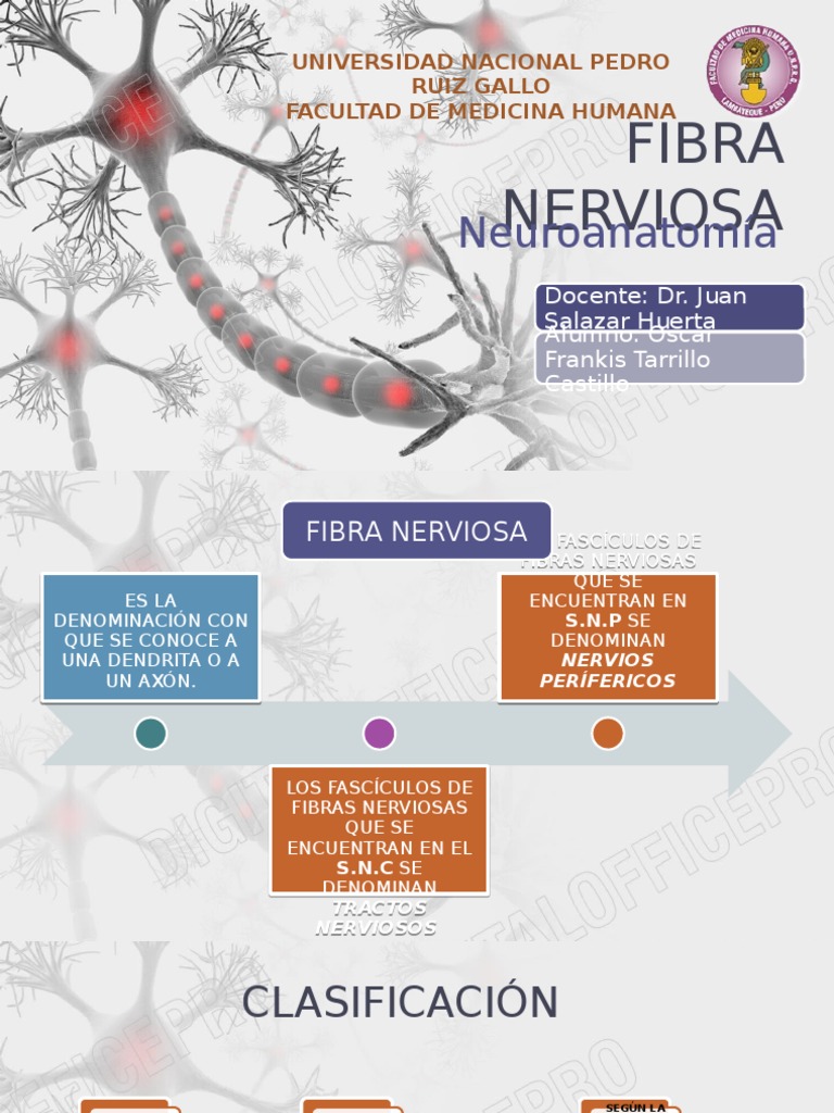 Fibra Nerviosa | Axón | Mielina