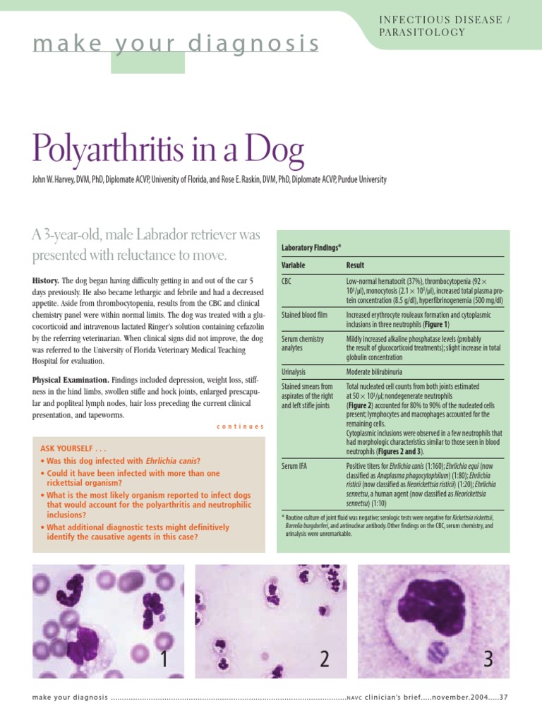 Polyarthritis in A Dog | PDF | Infection | Polymerase Chain Reaction