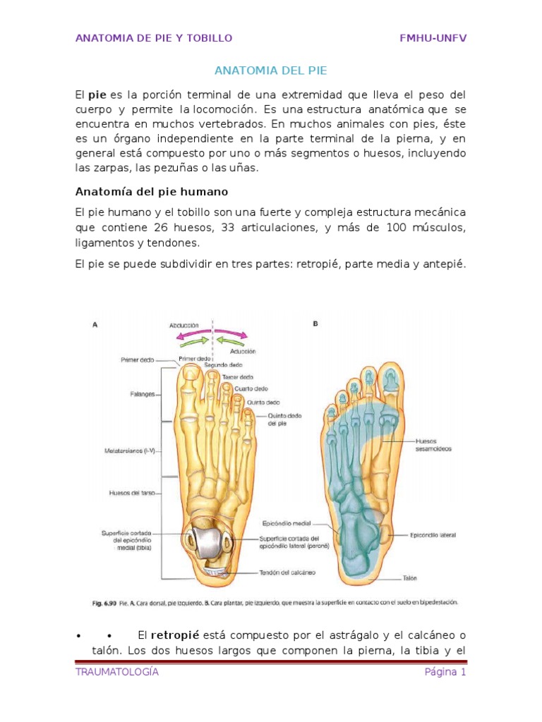 Anatomia Del Pie y Tobillo | PDF | Tobillo | Pie